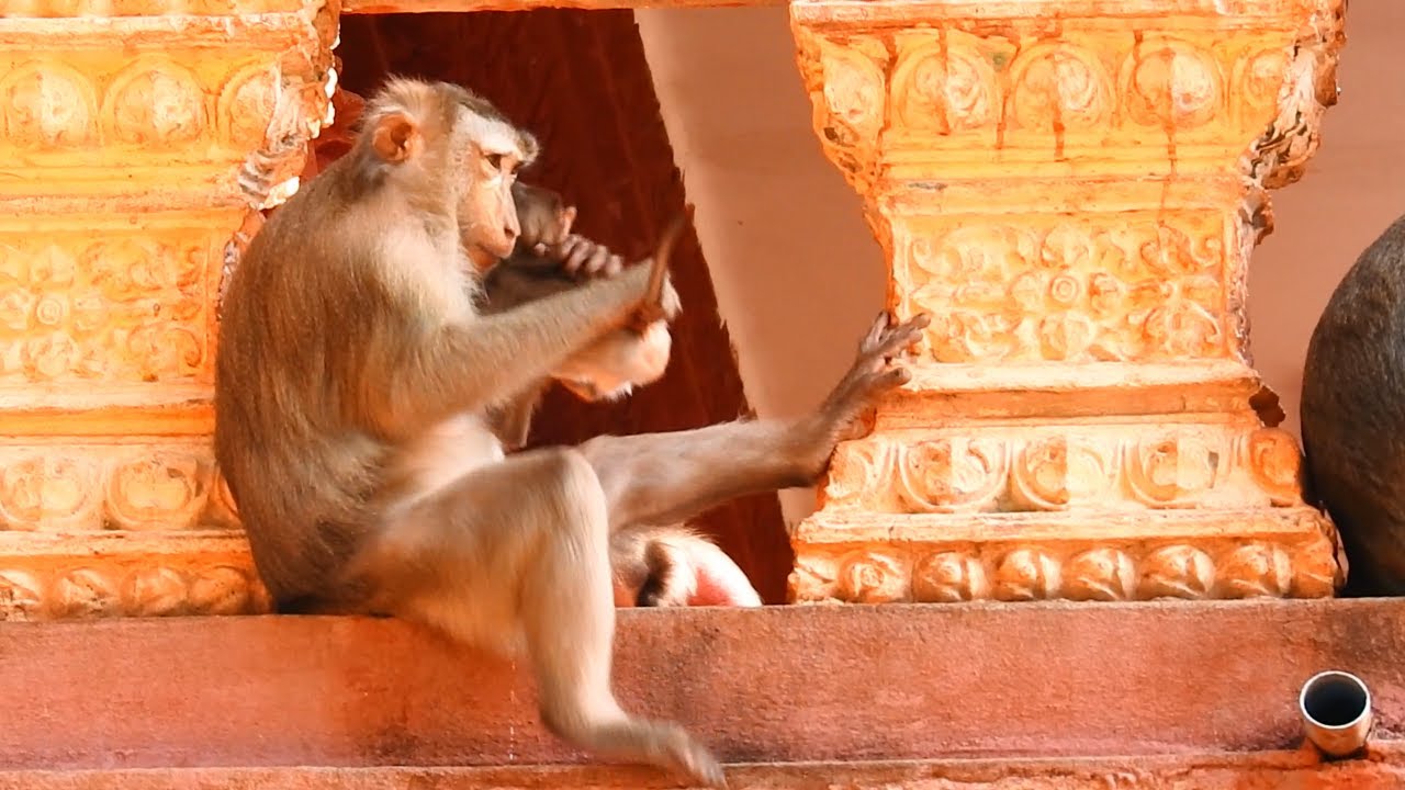 Mother Molia start boring with cutie baby monkey Monaco mistreated ...