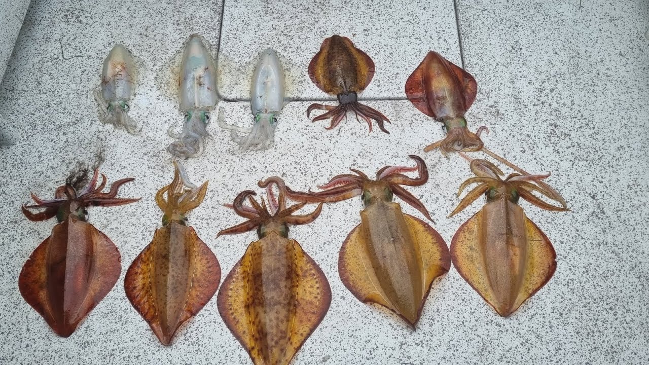 Fishing for Squid southern ppb - YouTube