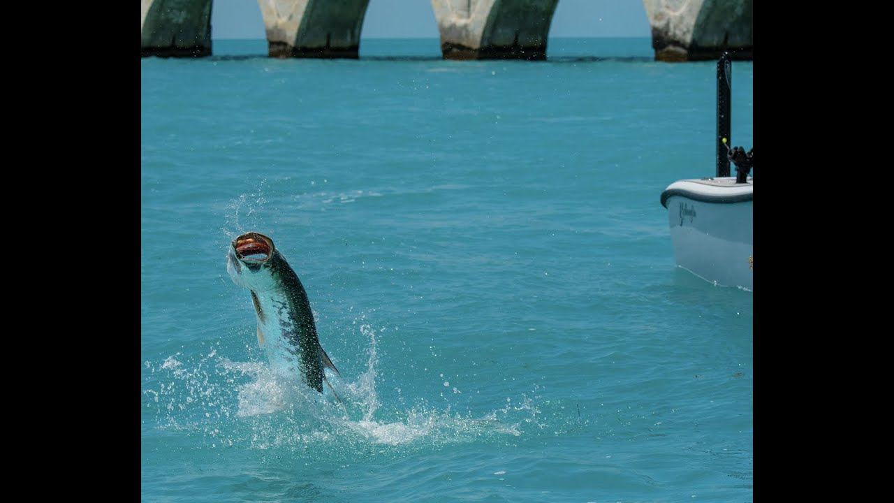 LONG KEY BRIDGE TARPON FISHING - Daytime and Sunset - Saltwater ...