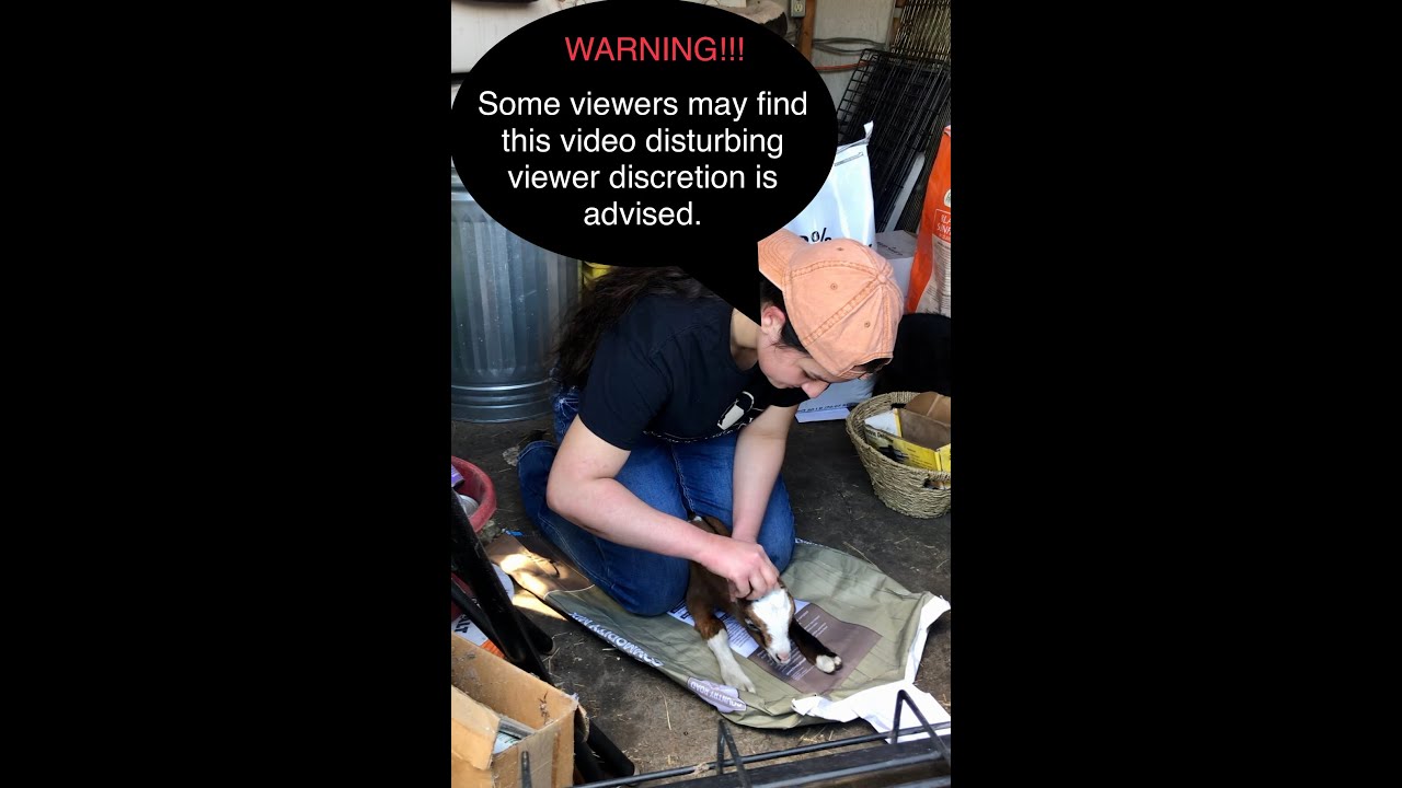 WARNING!!! Disbudding a buckling 🐐😱 #disbud #goats #nubian - YouTube