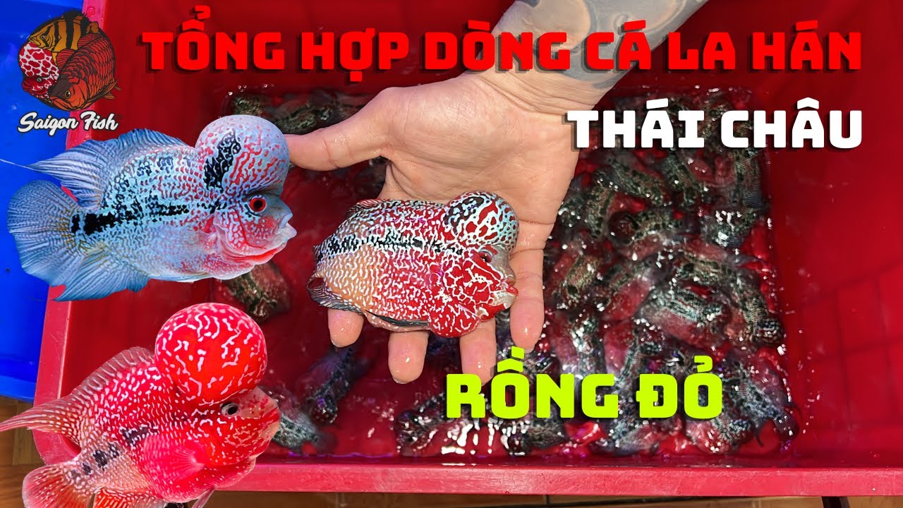 Saigon Fish | Tổng hợp dòng cá la hán rồng đỏ , thái châu chỉ từ 499K ...