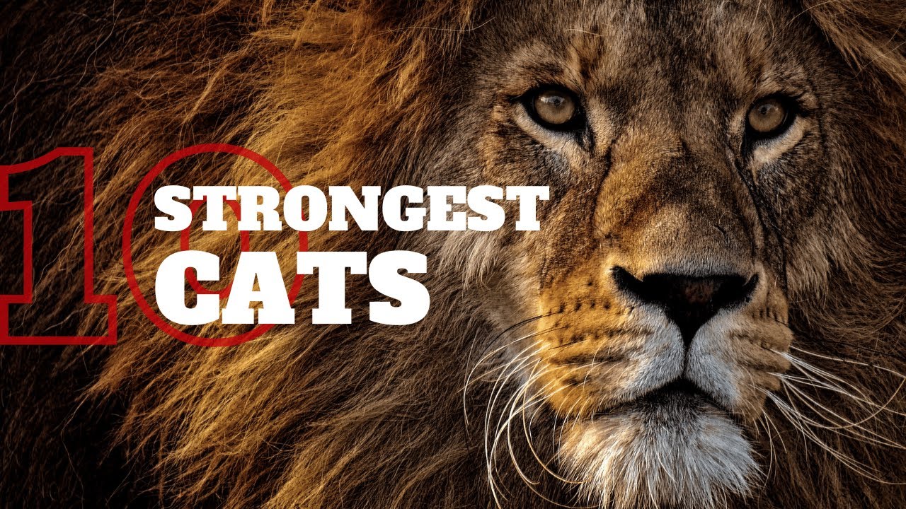 Strongest Cats On Earth That Make You Curious - YouTube