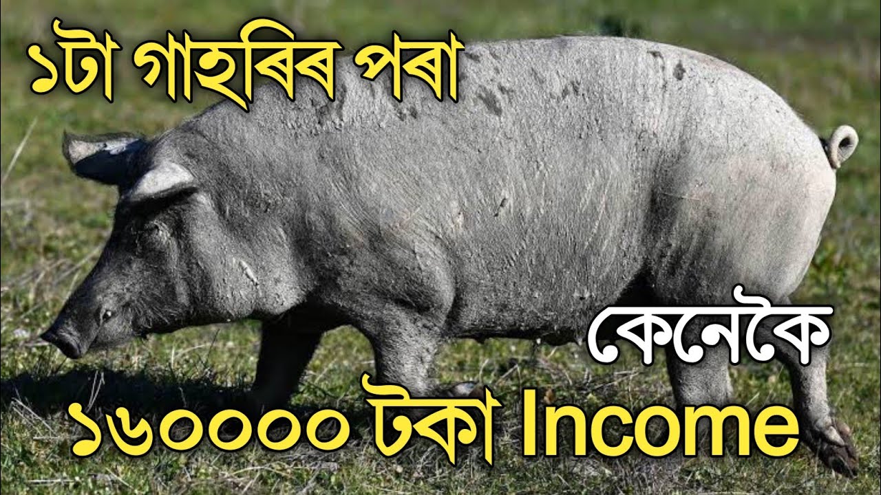 Pig Farm Assam || Piggy Farming Assam || Assam Pig farming - YouTube