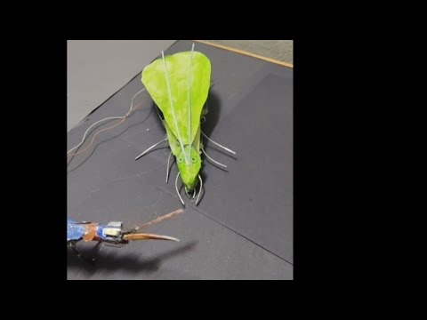 insect 3 model craft school project diy projects - YouTube