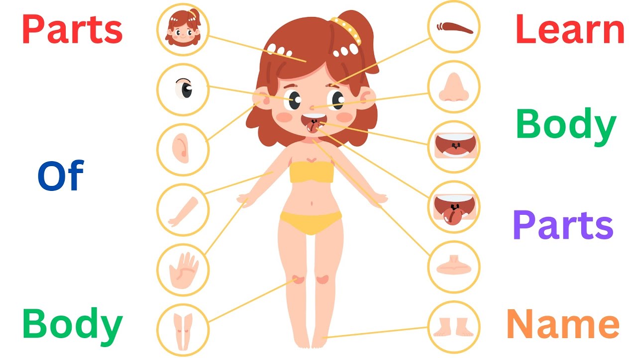 Parts Of Body | Body Parts Name in English | #vocabulary #grammar # ...