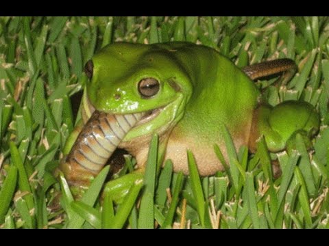 Big frog eating Snake - YouTube