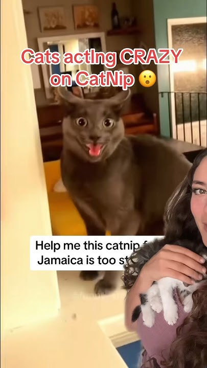 Cats going CRAZY on CatNip 👀🤣 Vid Credit @ funny_smily on TikTok! 🫶🏼 #Reaction #funnyanimals ...