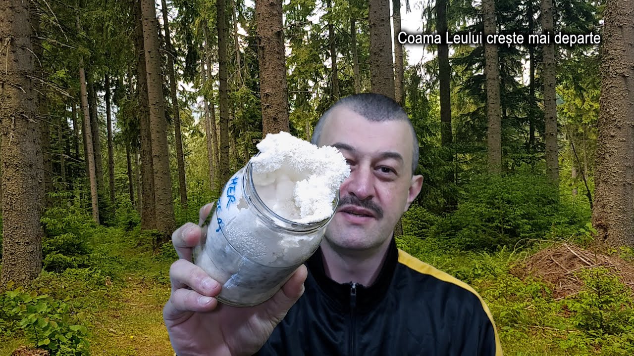 Coama leului creste mai departe in/din borcan #coamaleului #hericium # ...