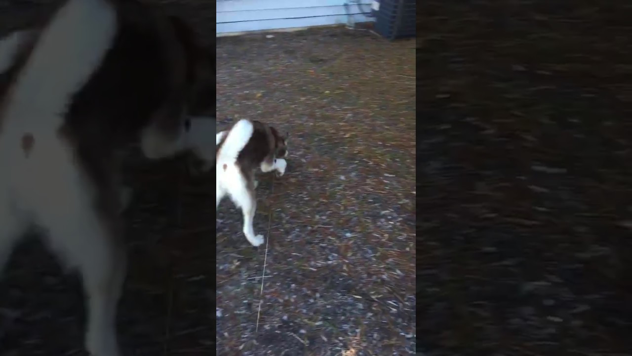 Husky digging a hole - YouTube