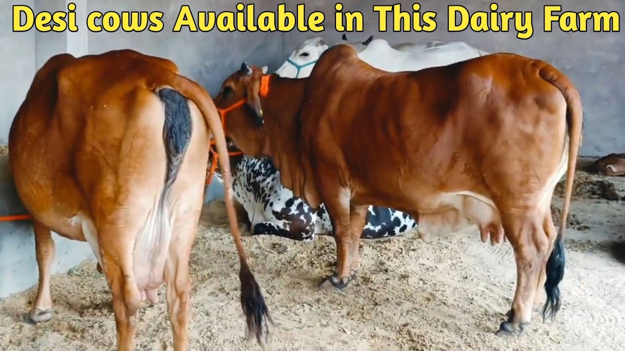 All Types Of 50 Desi cow Breeds Available in This Dairy Farm | cows for ...