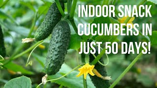 😲 Fast Indoor Snack Cucumber Harvest