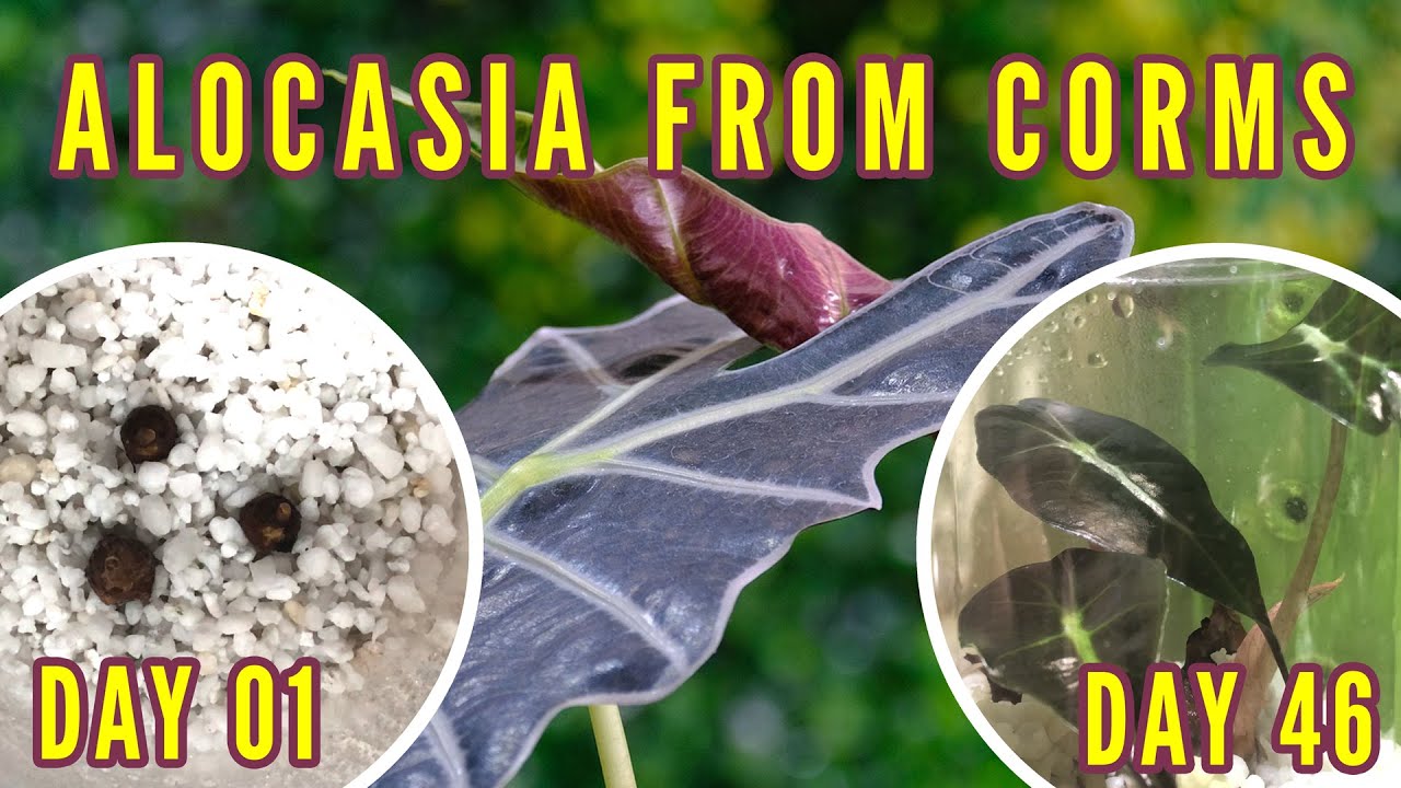 How to Grow Alocasia Amazonica from Corms in Moist Perlite | Jungle ...