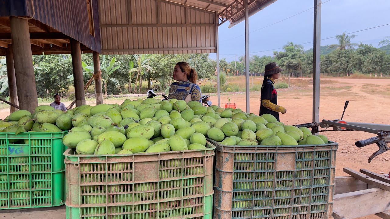 Mango Farming / 4k video 60fps / Hard Working Mango Farm - YouTube