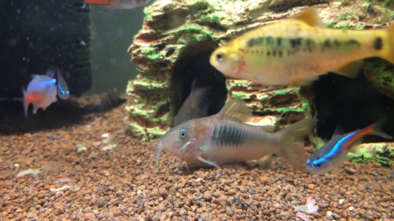 Cory Dora fish - YouTube