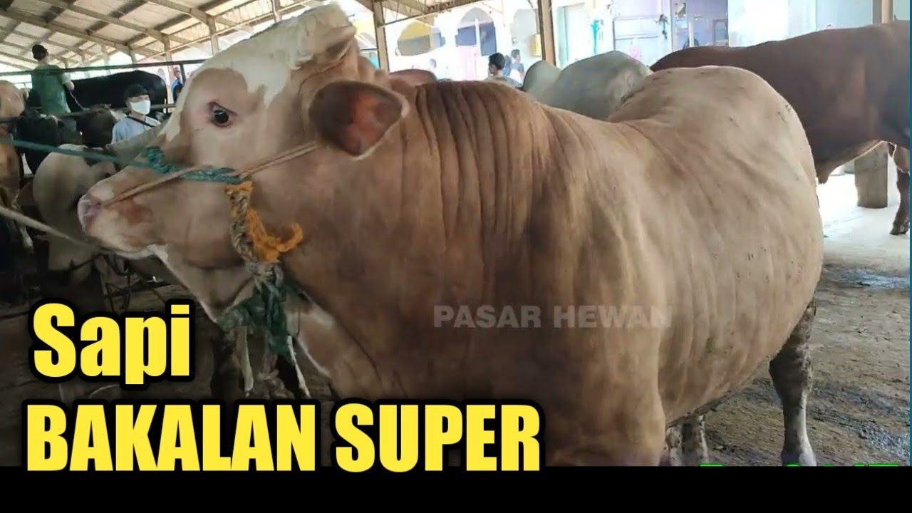 SAPI BAKALAN SUPER MULAI 17 JUTA AN - YouTube