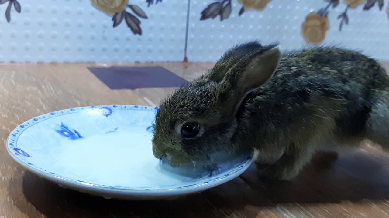 We found a hare in our home garden. - YouTube