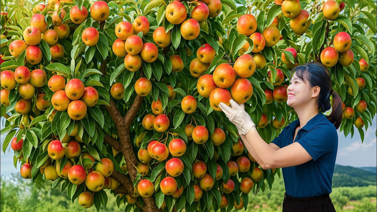 Harvesting Tropical Blush Apple - Premium Apple Wine Recipe | Classic ...