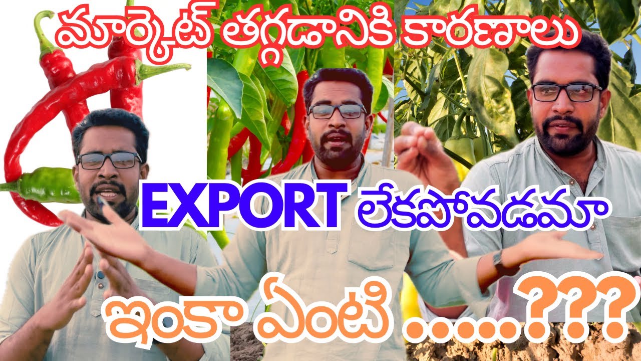 మార్కెట్ తగ్గడానికి కారణాలు #export లేకోపోవడమా ఇంకా ఏంటి..?? Md Hasan agri tech - YouTube