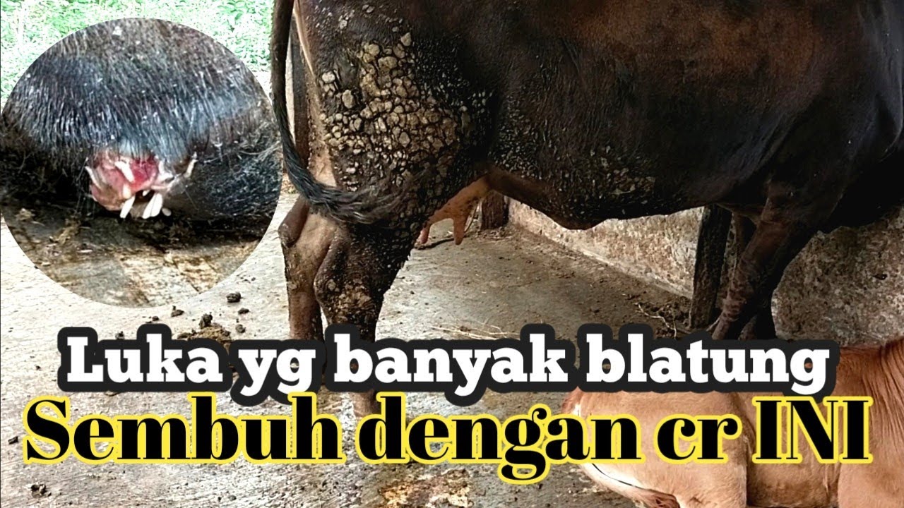 Luka berbelatung pada sapi | dan cara pengobatannya @SetiaFarm - YouTube