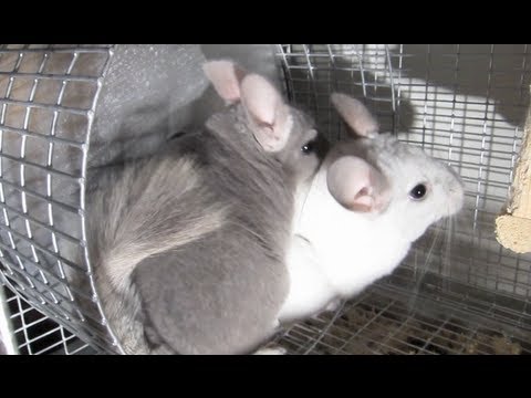 Chinchilla Exercise Wheel - YouTube