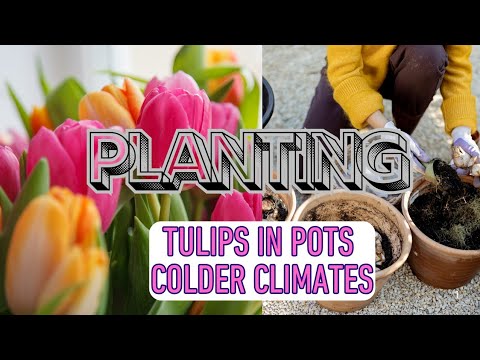 The SECRET to Planting Tulips in Containers in COLD CLIMATES! ️🌿🌱 - YouTube