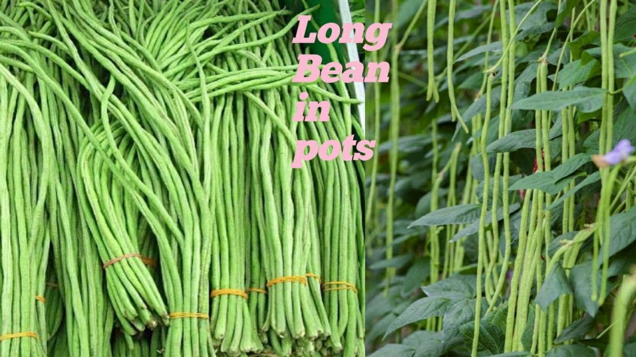 How to grow long beans in container | Grow long beans From seeds to ...