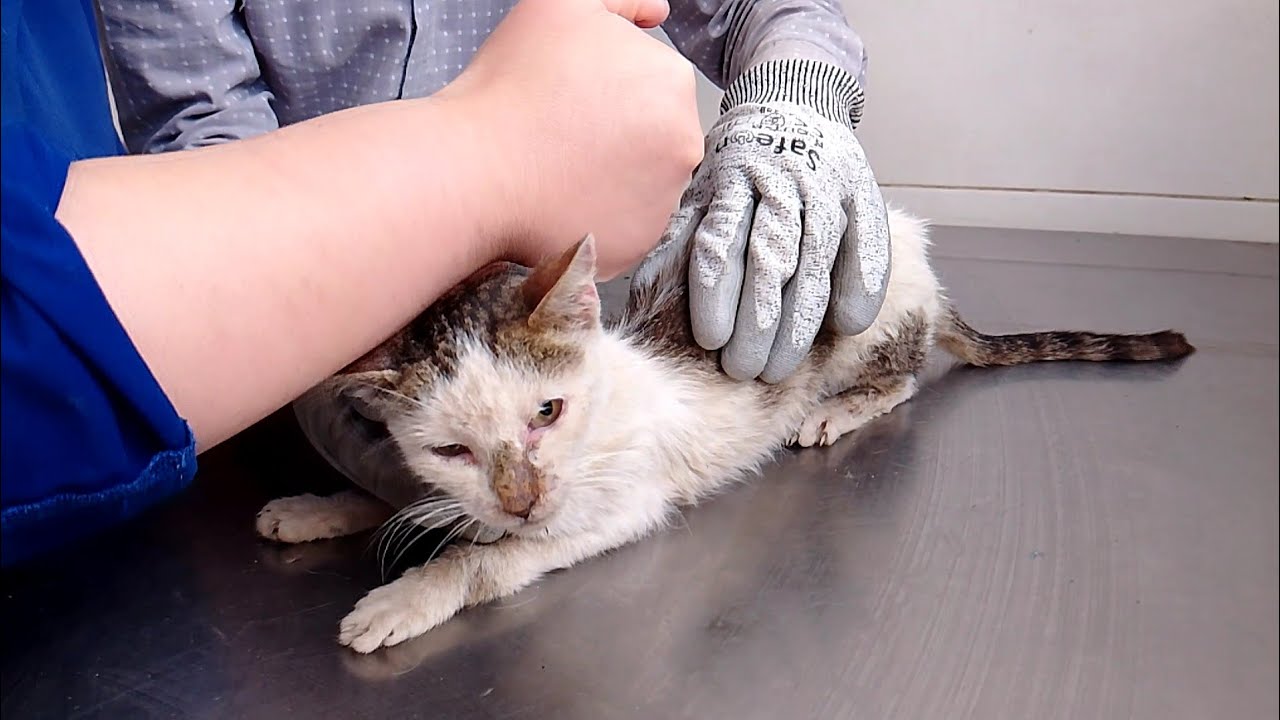 Veterinarian attempts to save emaciated cat found on the street - YouTube