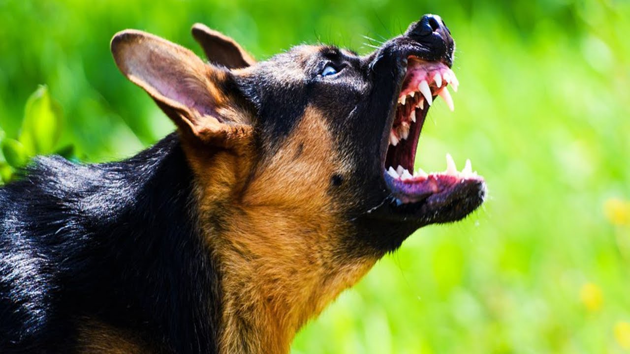 Aggressive Dog Training Service ☎ +91 97842 34735 Gurgaon, Delhi, Noida ...