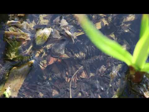 Kaulquappen Video