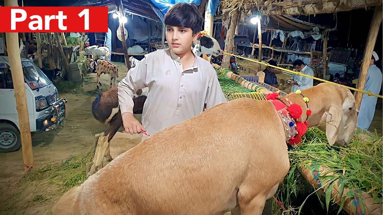Eid Night Looking To Buy Dumba ( Part.1 ) || IRSHAD 91 - YouTube