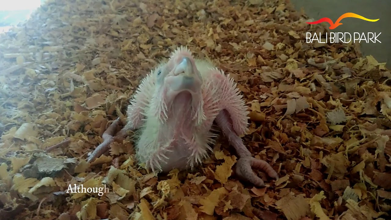 Baby Triton Cockatoo - Bali Bird Park - YouTube