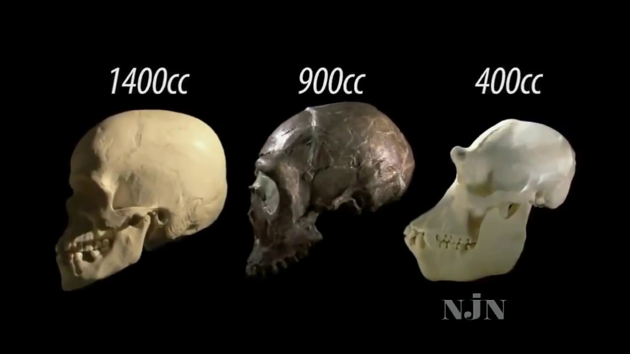 Evolution Of Man Documentary Channel - Human Evolution - YouTube