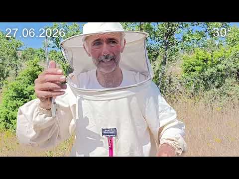 On Çıtalık Arıda Bal ve Yavru Durumu#arıcılık #beekeeping