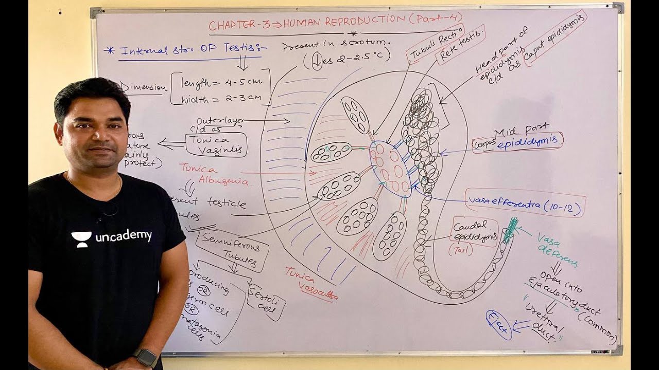 Internal structure of Testis | Seminiferous tubules | Part-4 | NEET ...