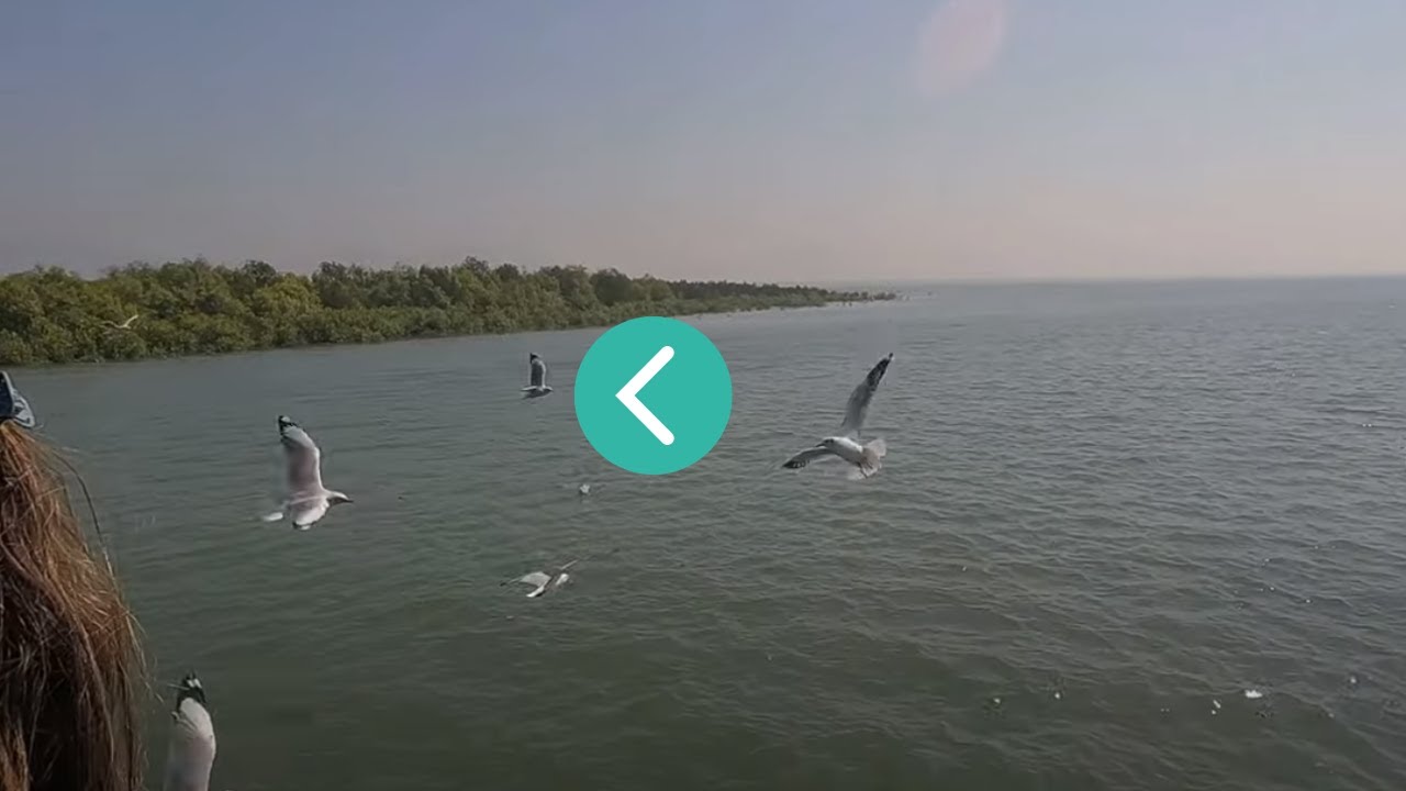 Birds flying reverse | Reverse Life - YouTube
