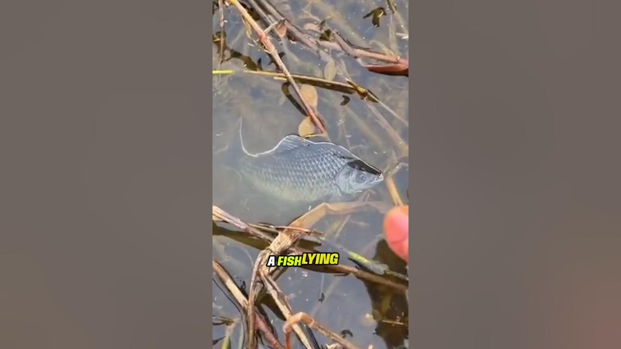 Let's Catch the Fish !! #nature #animal #wildlife #fishing #shorts # ...