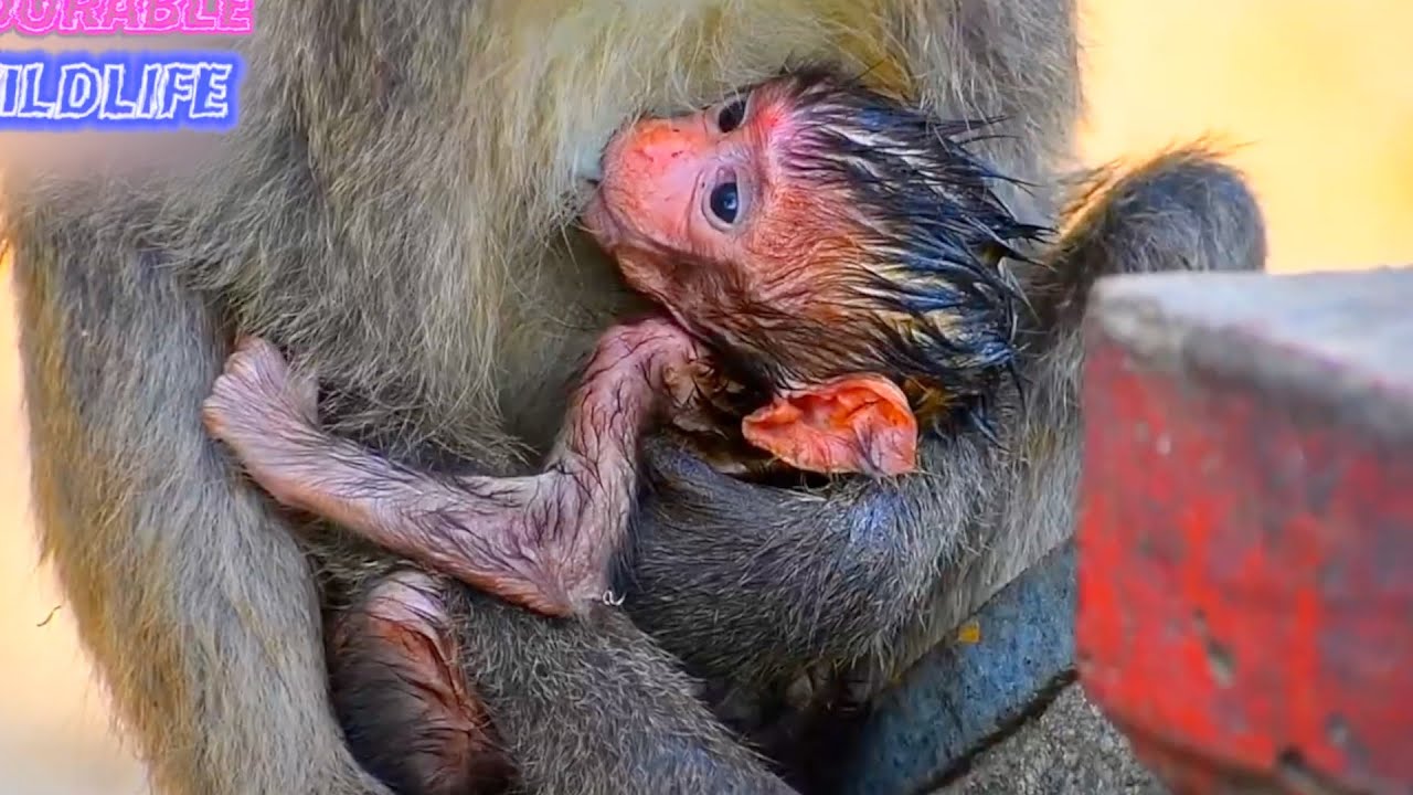 1-Hour, Unforgettable Baby Monkey & Mommy Moments, Adorable Wildlife ...