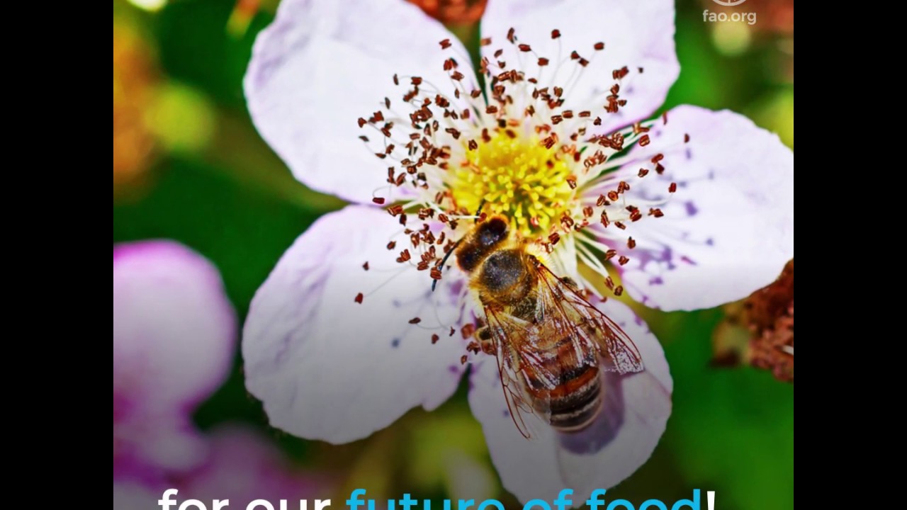 Ever wondered what it would be like without pollinators? - YouTube