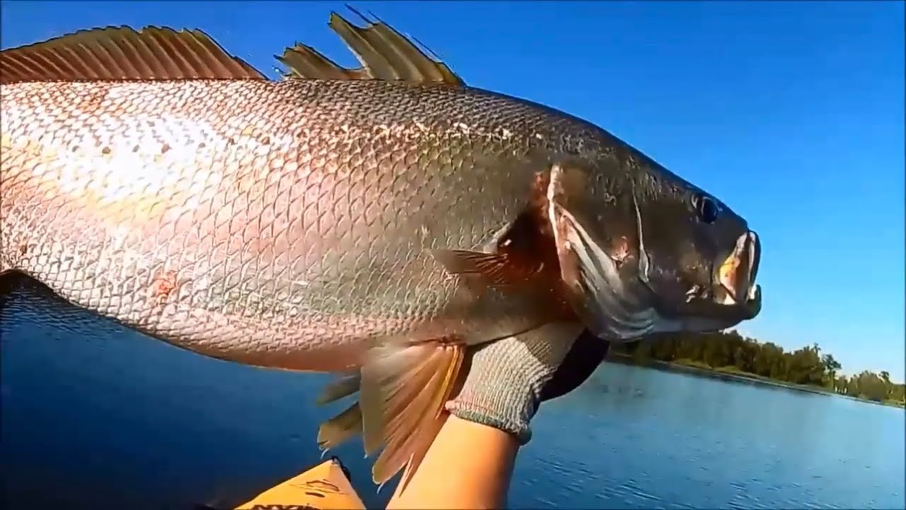 93cm Jewfish from Chipping Norton Lakes - George's river fishing - YouTube