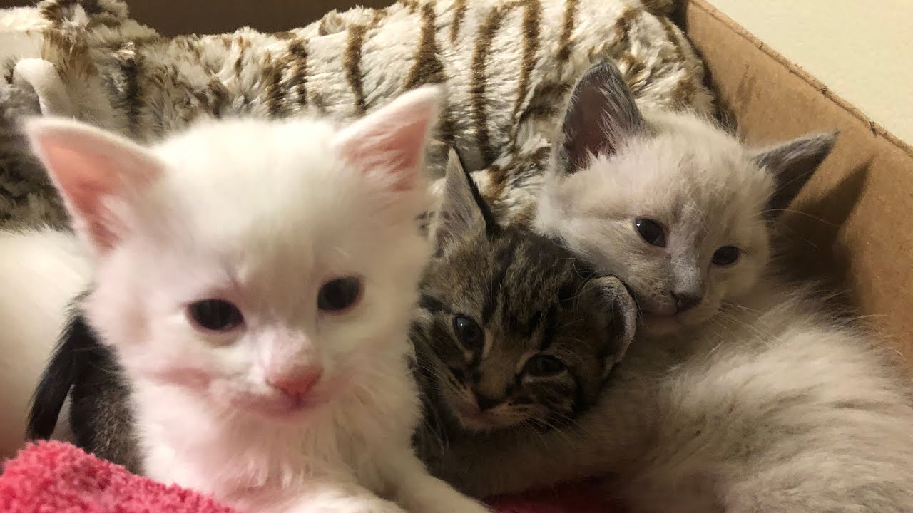 Kittens First Purr!! - Cat Empire