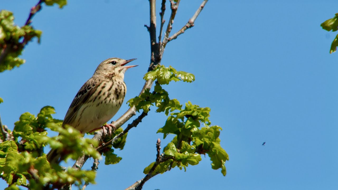 A tree pipit song and courtship display flight June 2023 (Anthus ...