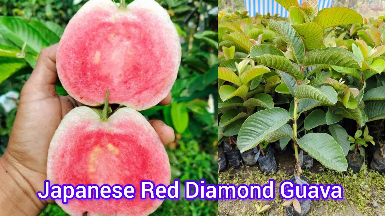 Japanese Red Diamond Guava Garfting and plant Available hai | Contact ...