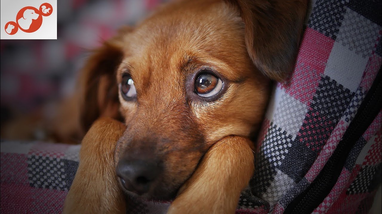 🐕 How Dogs Tell Us They're Nearing the End? TOP 10 Heartbreaking Signs ...