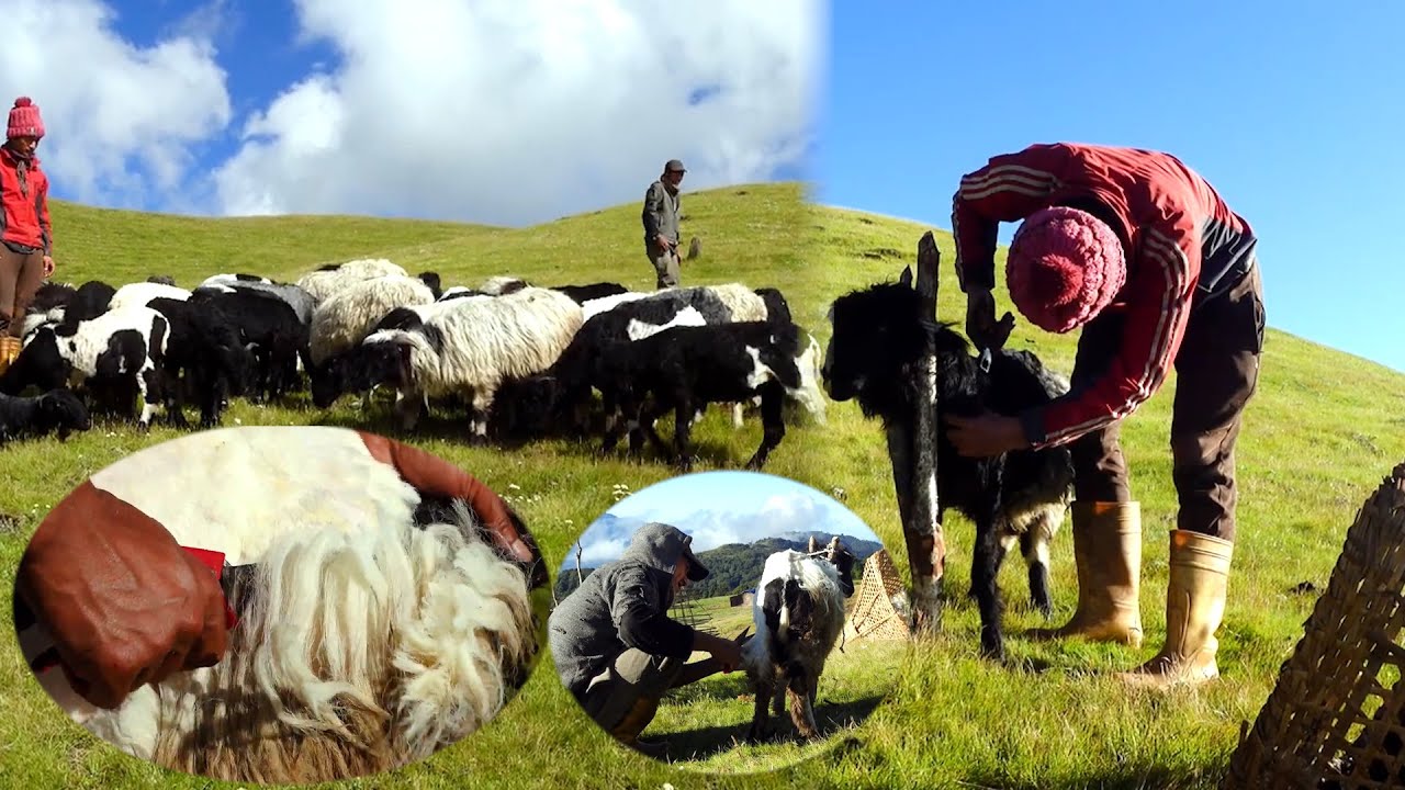 Cutting Sheep wool in traditional way for making cloths or other ...