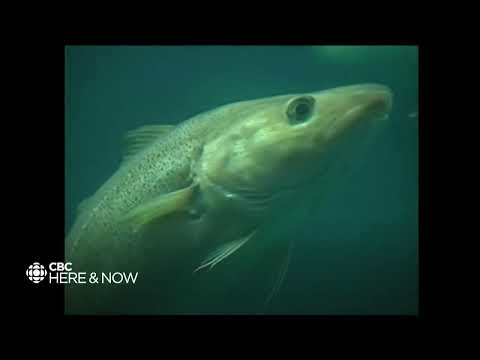 Northern cod stock out of critical zone — but not because there’s more fish
