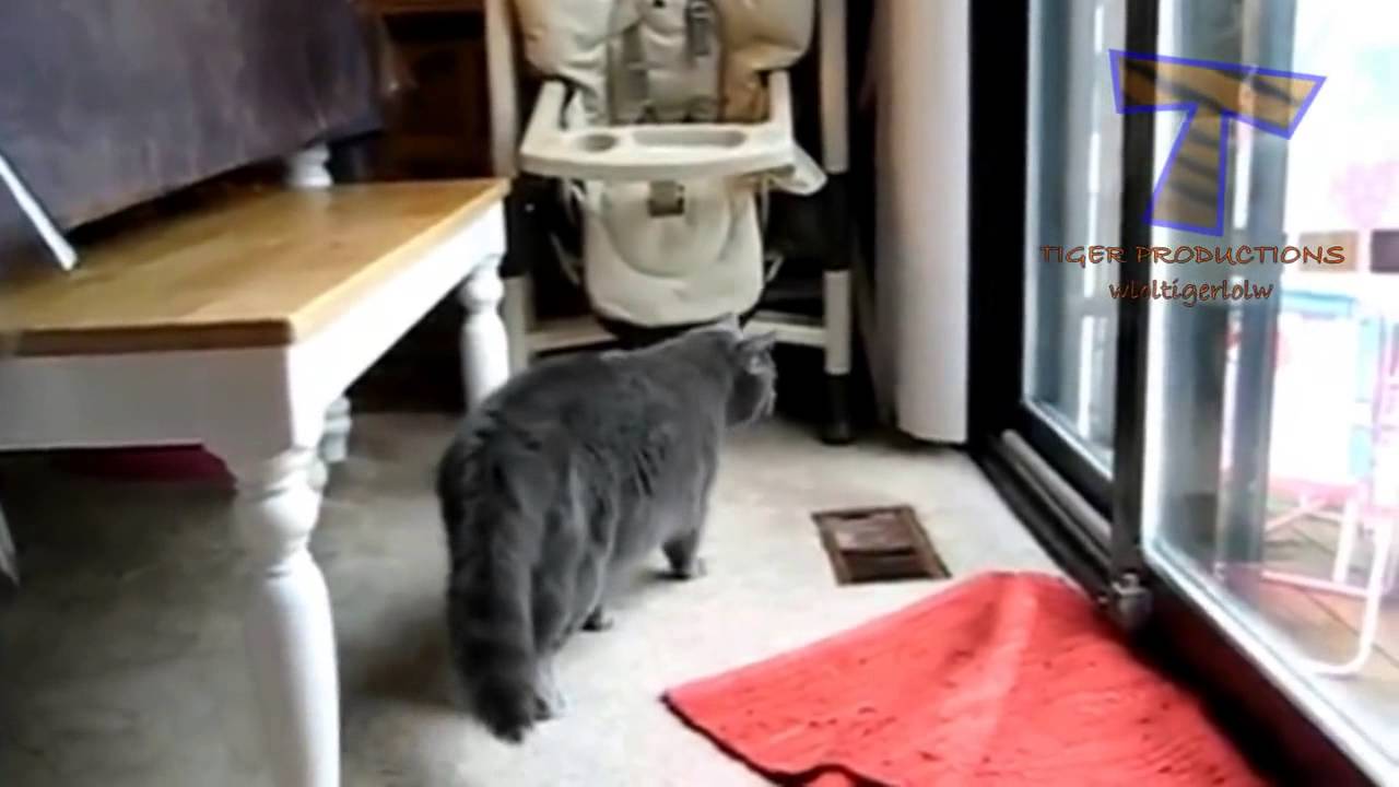 Animals screaming and making funny noises Funny animal sound ...