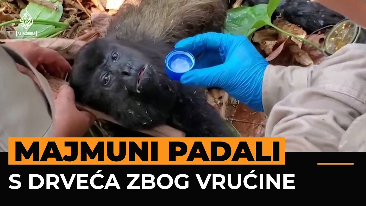 Majmuni u Meksiku padaju s drveća mrtvi zbog toplotnog talasa - YouTube