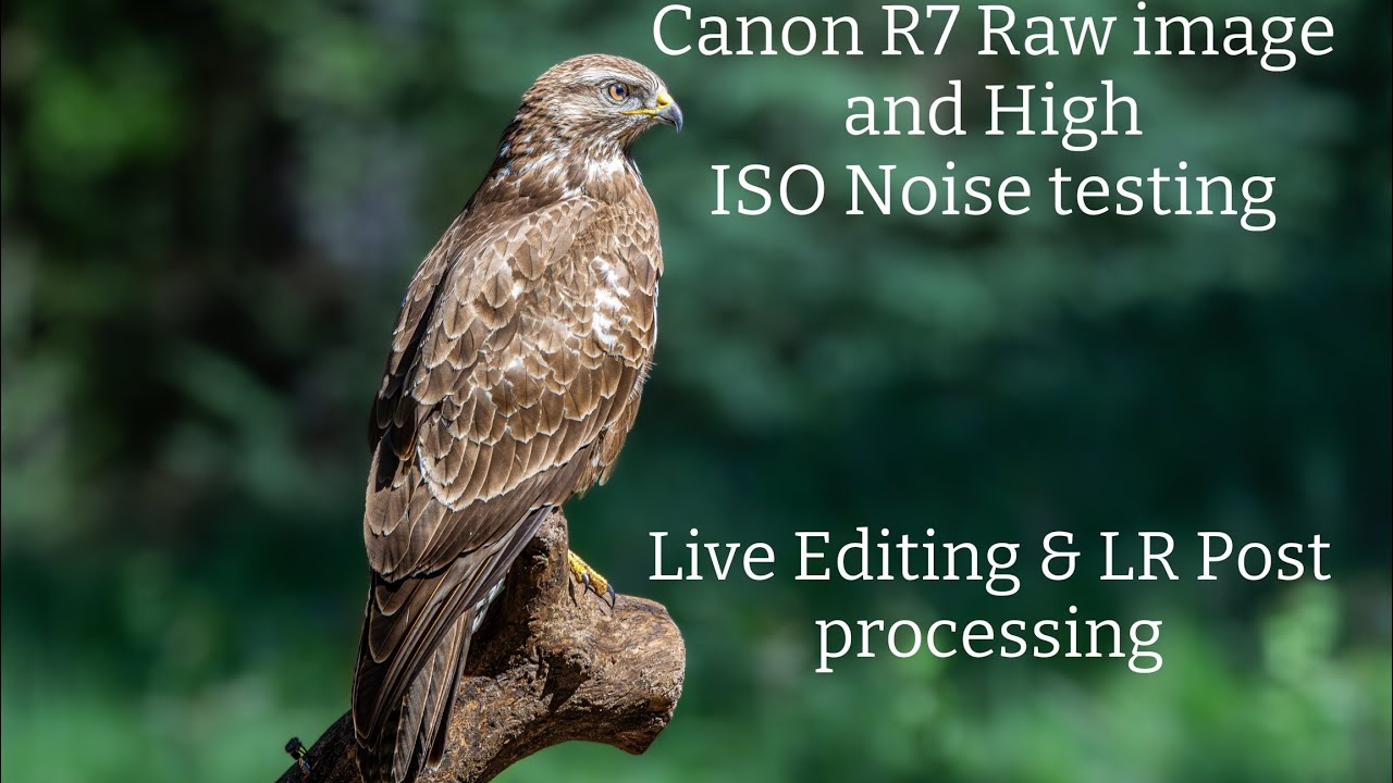Canon R7 & RF 500 best High ISO Camera | Lightroom RAW Bird photography ...