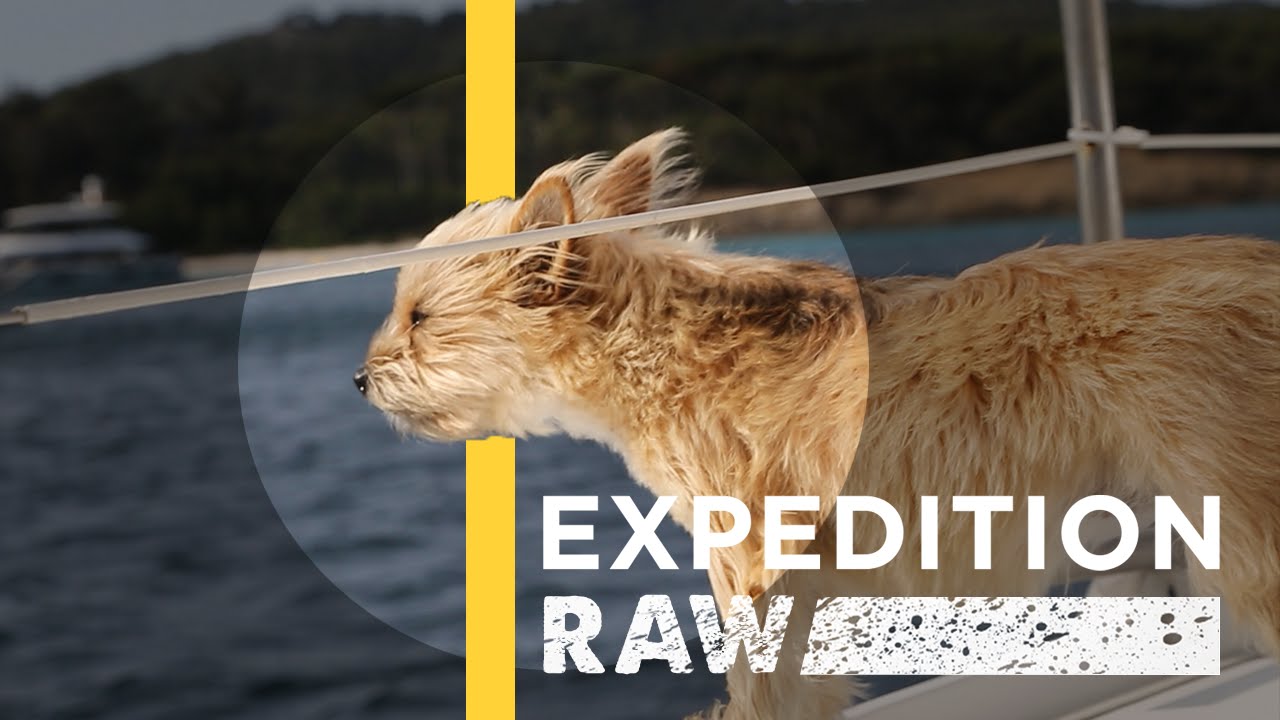 How a Tiny Dog Saved a National Geographic Expedition | Expedition Raw ...
