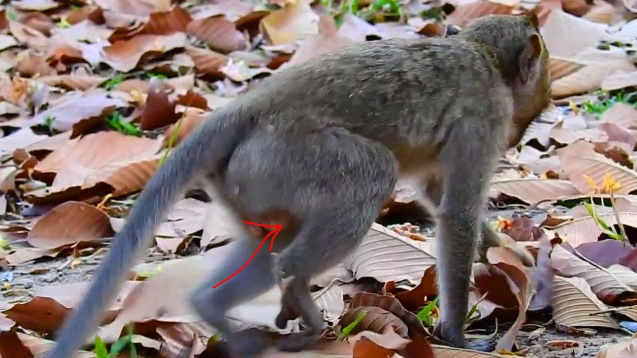 So pitiful little baby monkey broken legs difficult to walk - YouTube